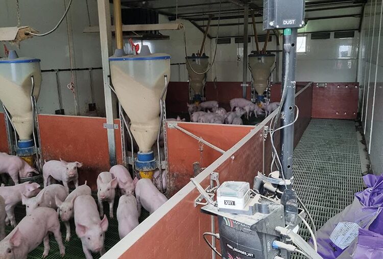 Why environmental monitoring can improve pig health and welfare