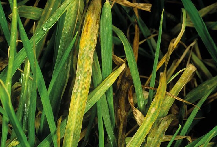 New barley virus strain puts resistant varieties at risk