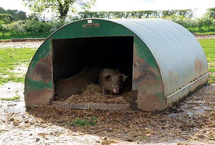 On test: 3 types of shade for outdoor pigs