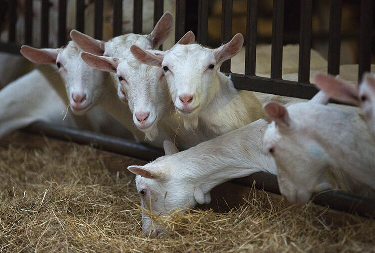5 ways to control parasites in dairy goats