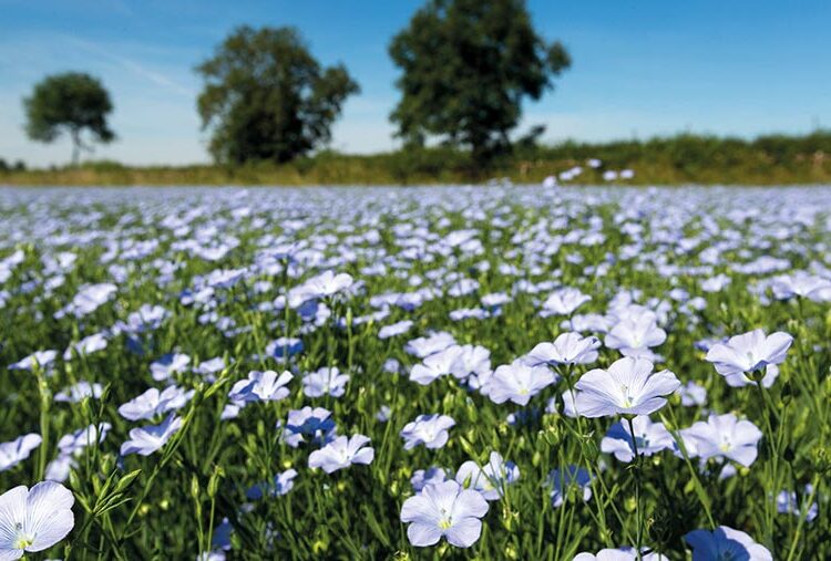 Linseed growers to benefit from pre-emergence herbicide approval
