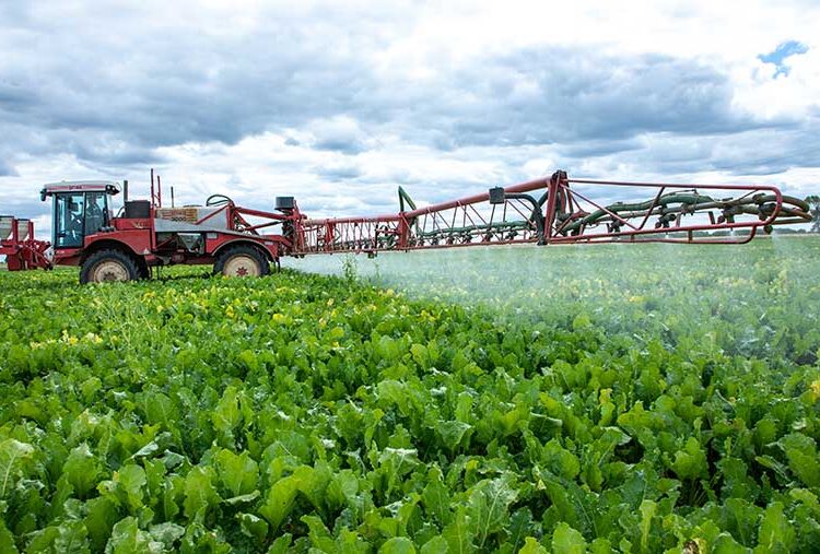 Revystar approved for use in sugar beet this season