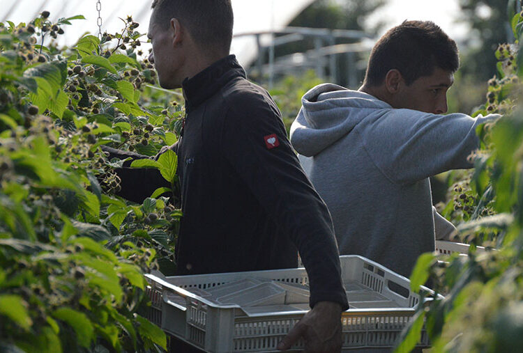 NFUS launches new survey on importance of seasonal workers