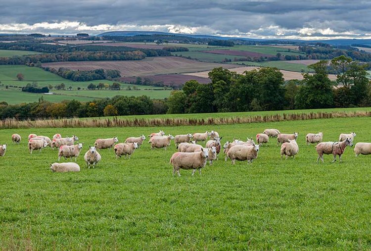 Draft bill aims to deliver sustainable farming for Scotland