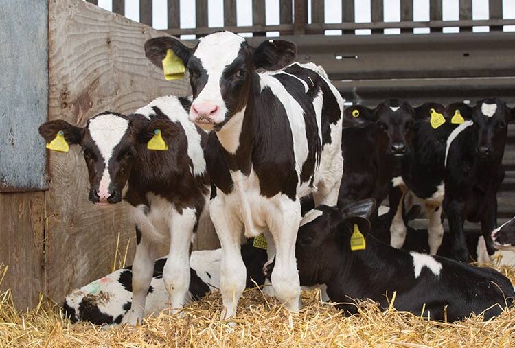 How genetics and data sharing can aid calf management