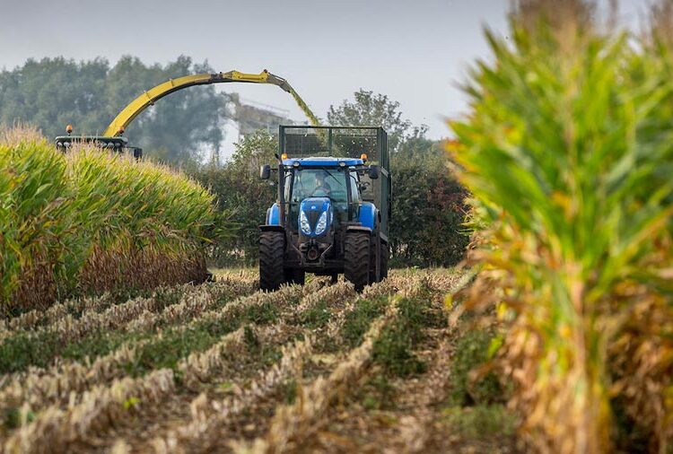 Maize crops perform well in this year’s challenging weather