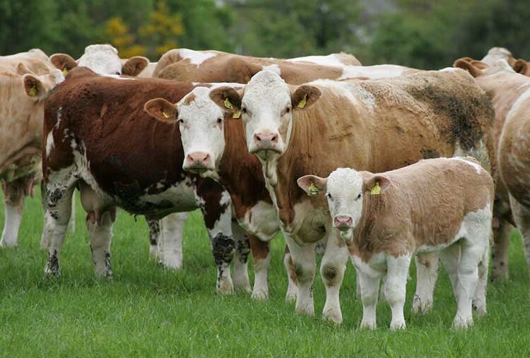 Bovine TB cattle slaughterings below 20,000 in England